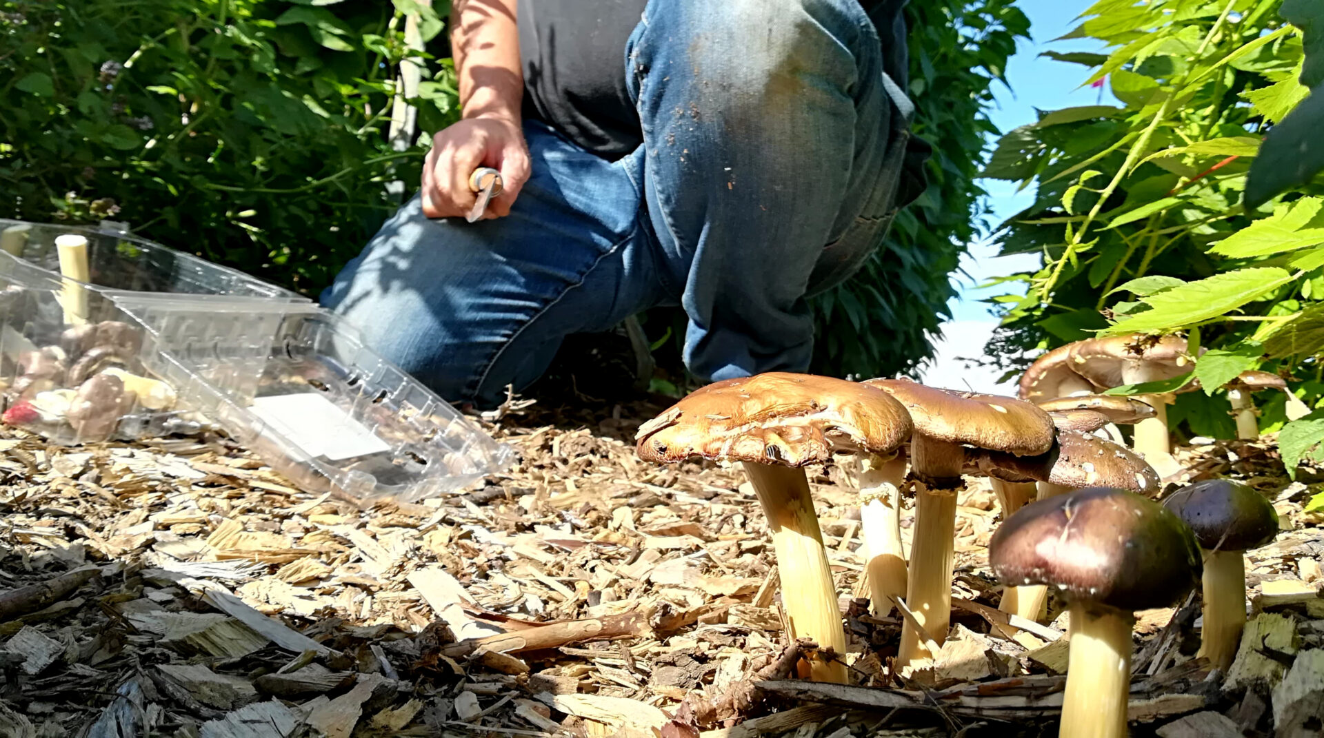 Champignons au jardin: un monde à découvrir - Caribou