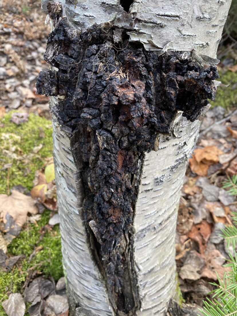 Le chaga, ou l’or des forêts - Caribou