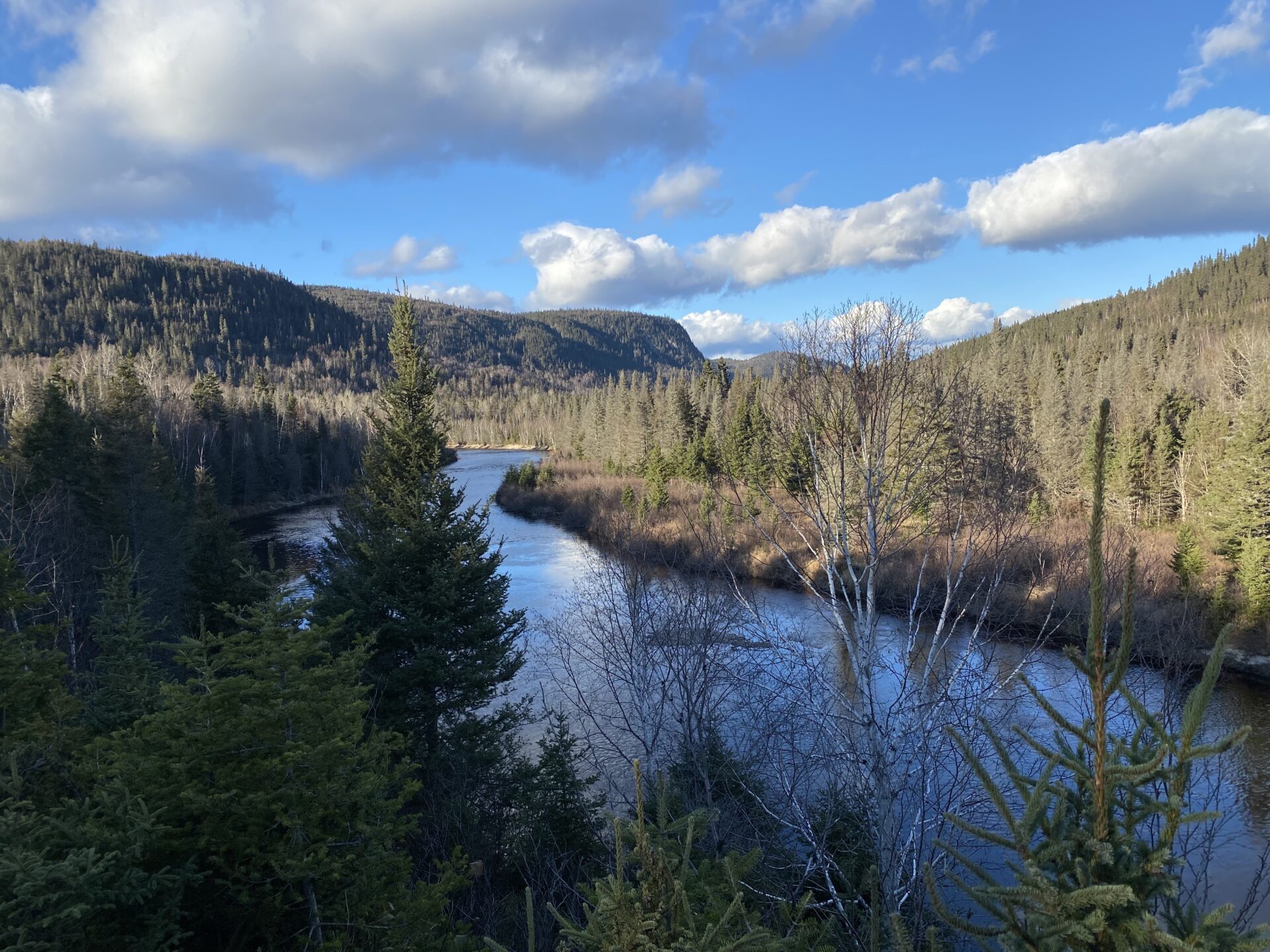 Le chaga, ou l’or des forêts - Caribou